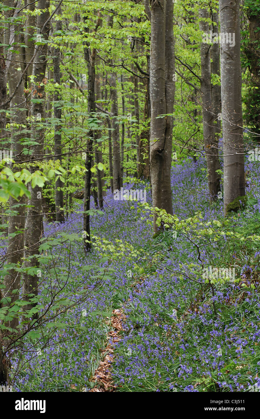 Path through bluebell woods, Pembrokeshire, Wales, United Kingdom Stock ...