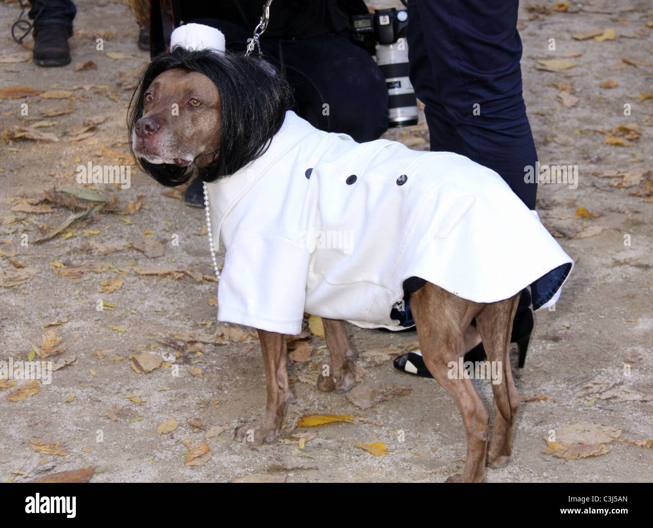 Dog dressed as Jackie O aka Jacqueline Kennedy Onassis at the 19th ...