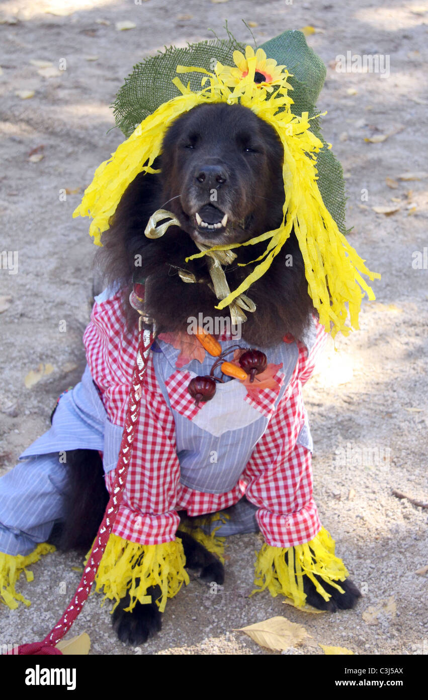 Dog dressed as a Scarecrow at the 19th Annual Topkins Square Halloween ...