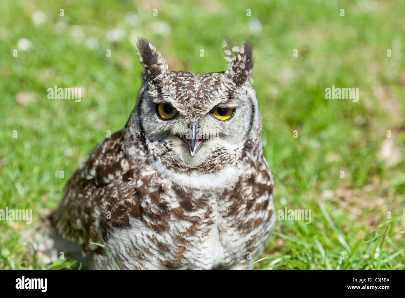 Tufted owl hi-res stock photography and images - Alamy