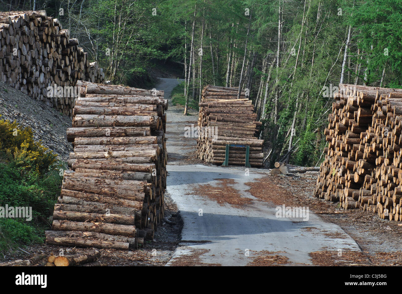 Piles of felled pine timber, pembrokeshire, wales Stock Photo - Alamy