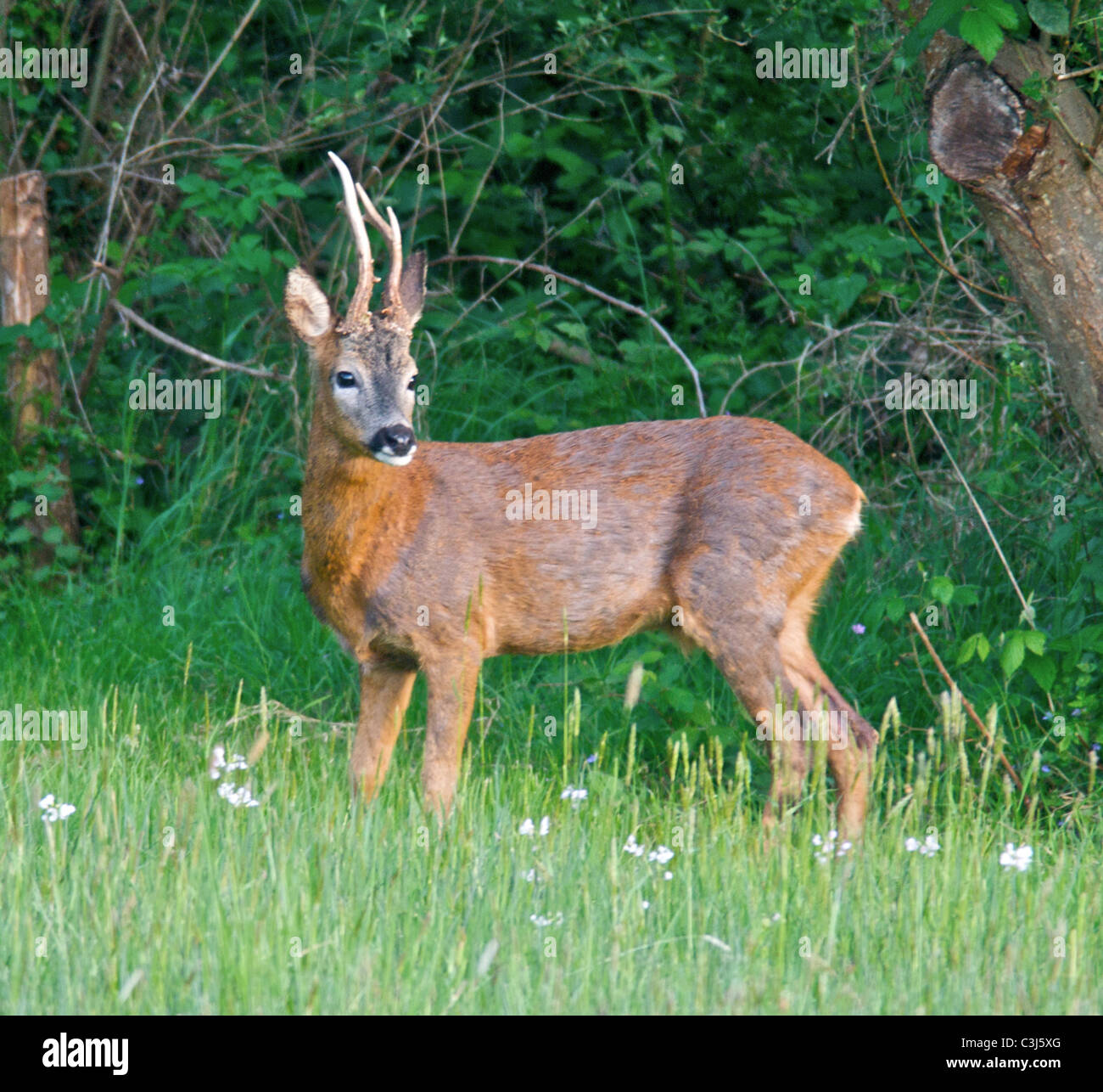 The European Roe Deer (Capreolus capreolus), also known as the Western ...
