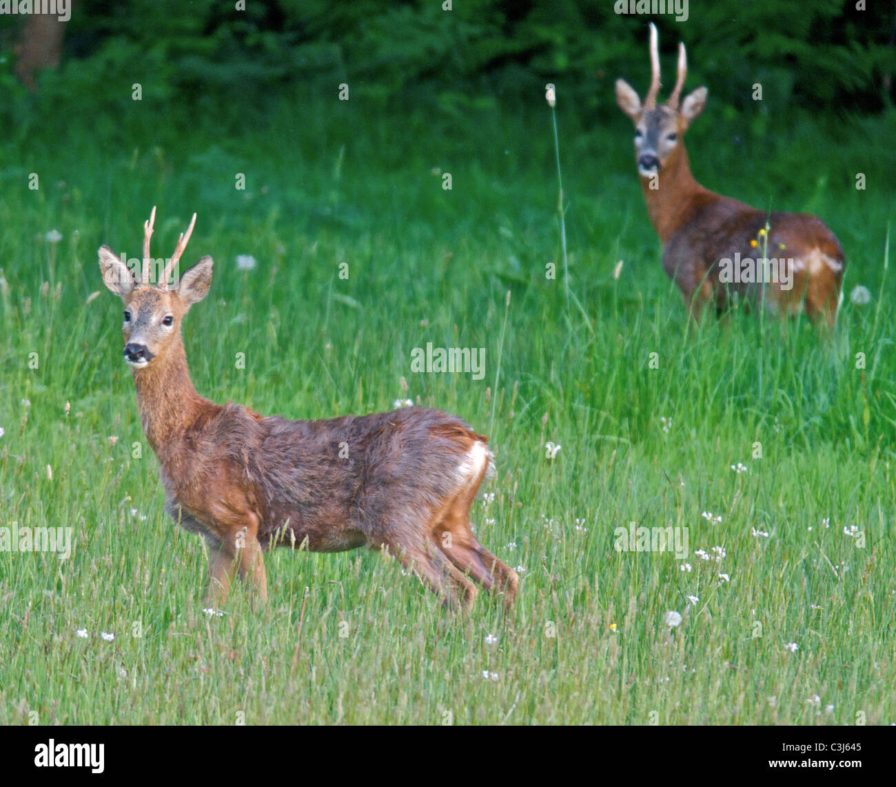 The European Roe Deer (Capreolus capreolus), also known as the Western ...