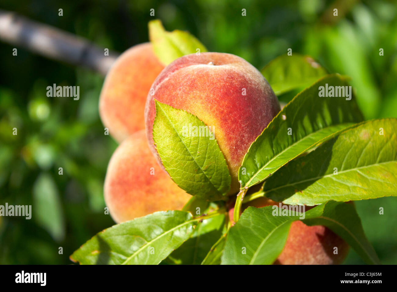 Peach on tree Stock Photo - Alamy