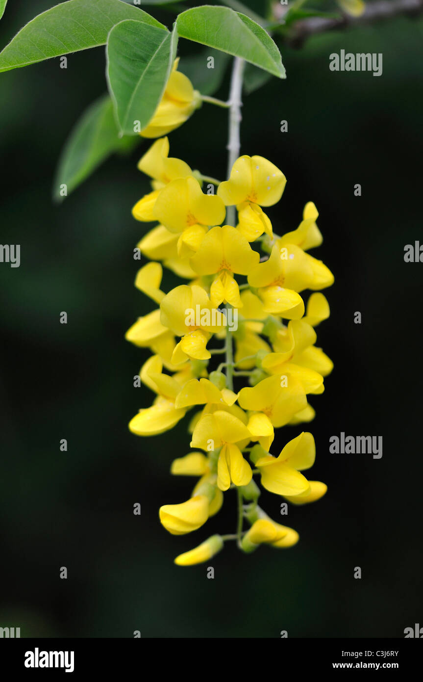 Pendulous tree hi-res stock photography and images - Alamy