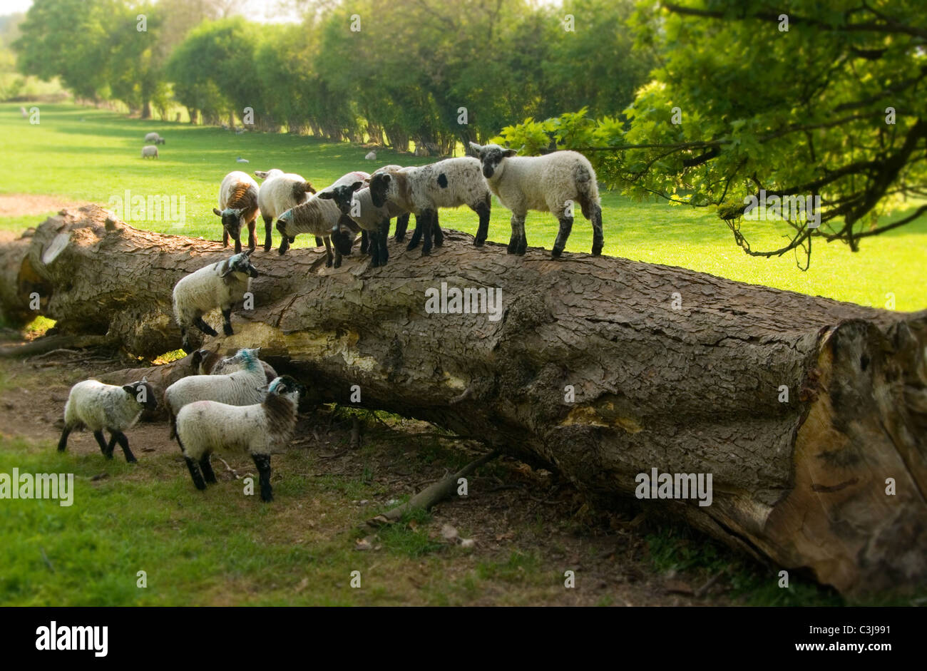 Lambs uk hi-res stock photography and images - Alamy