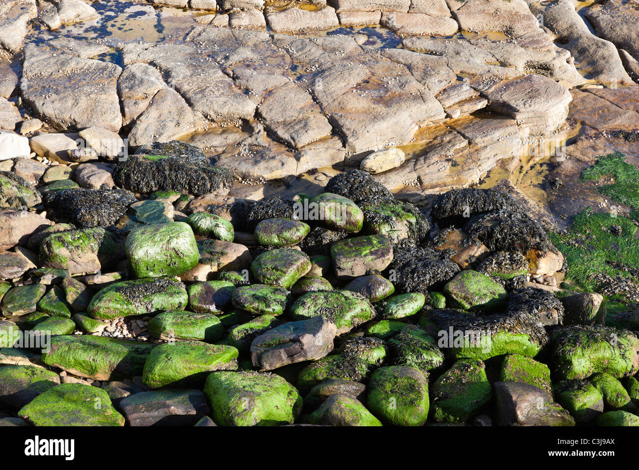 Rock Formations and Rock pools known as "The Sumps" at Seaton Sluice on ...