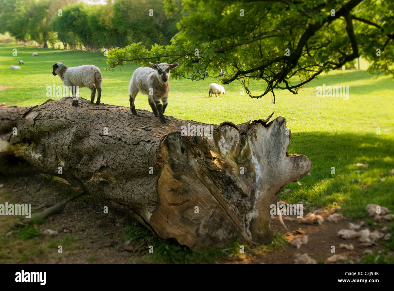 Spring lambs hi-res stock photography and images - Alamy