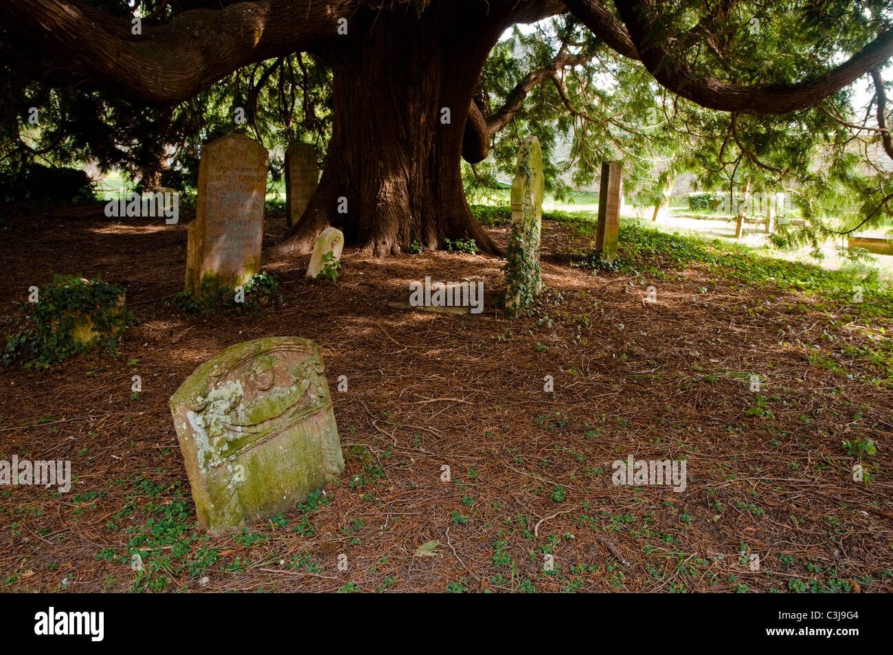 Church graveyard with old tombstones in heavy shade under a tree ...