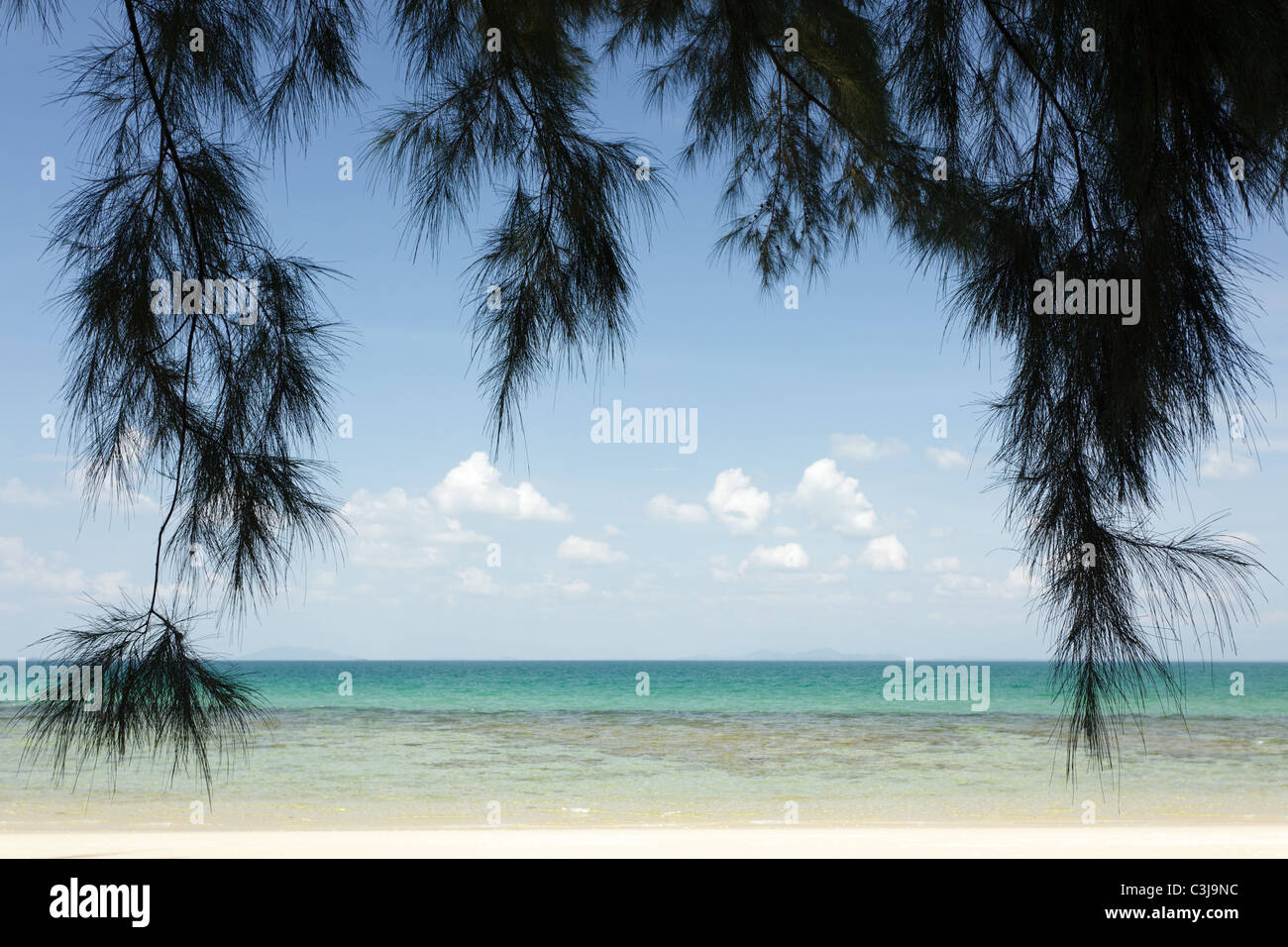 Casuarina equisetifolia filao tree in tropical beach, ko laoliang ...