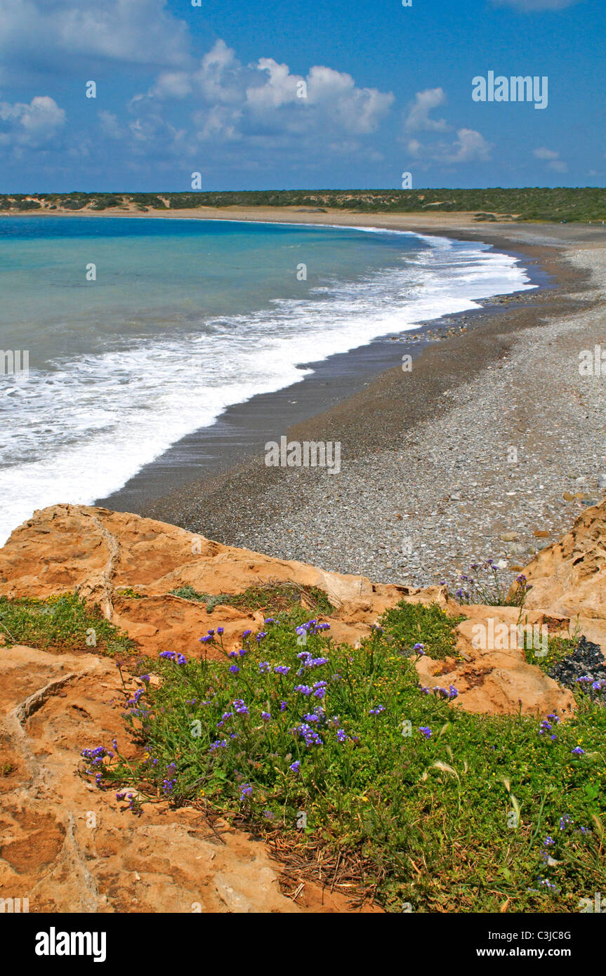 Lara bay turtles hi-res stock photography and images - Alamy
