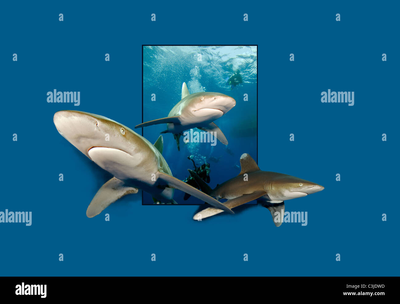sharks coming out Stock Photo - Alamy
