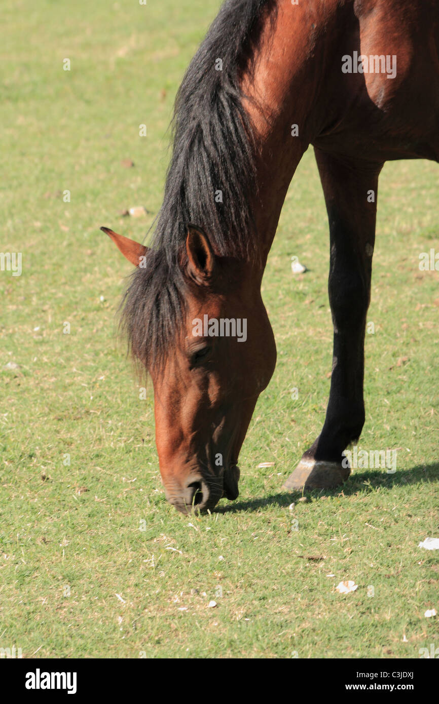 Cuban Criollo Horse Stock Photo - Alamy
