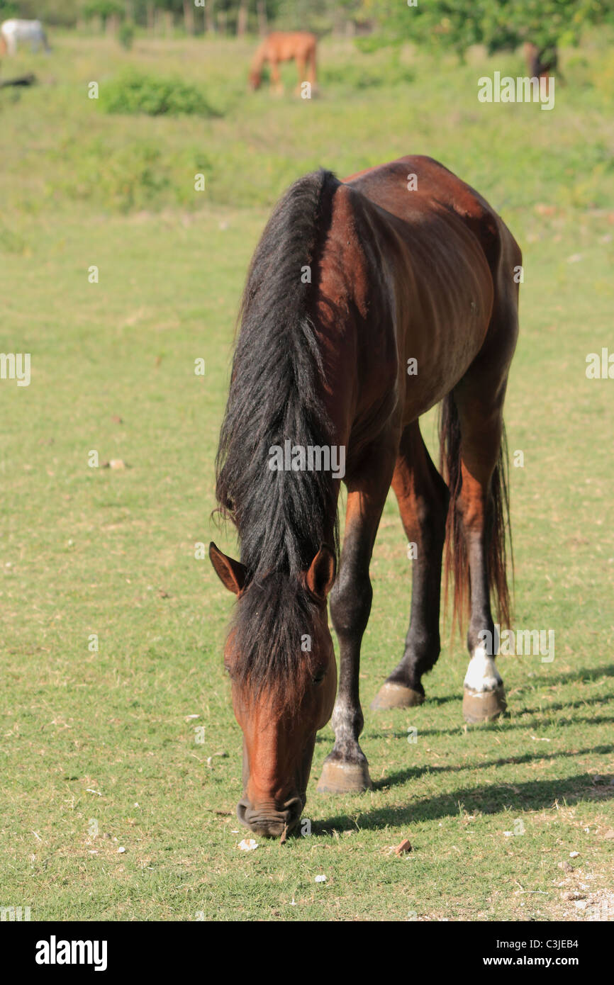 Cuban Criollo Horse Stock Photo - Alamy