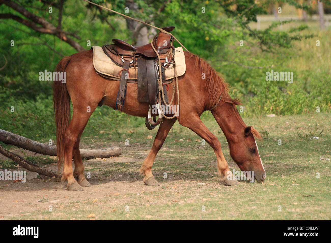 Cuban criollo hi-res stock photography and images - Alamy