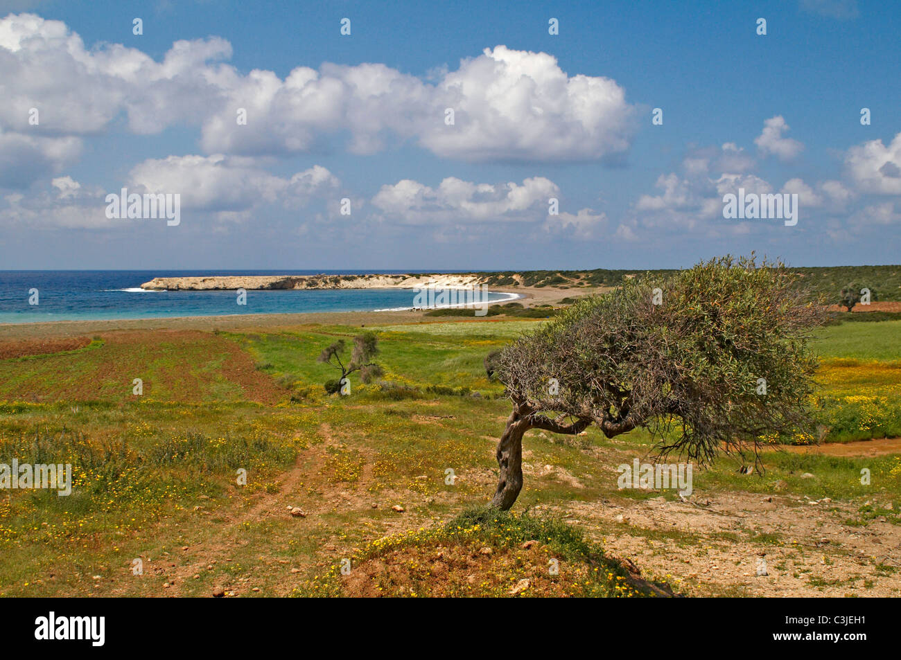 Loggerhead sea turtle nesting hi-res stock photography and images - Alamy