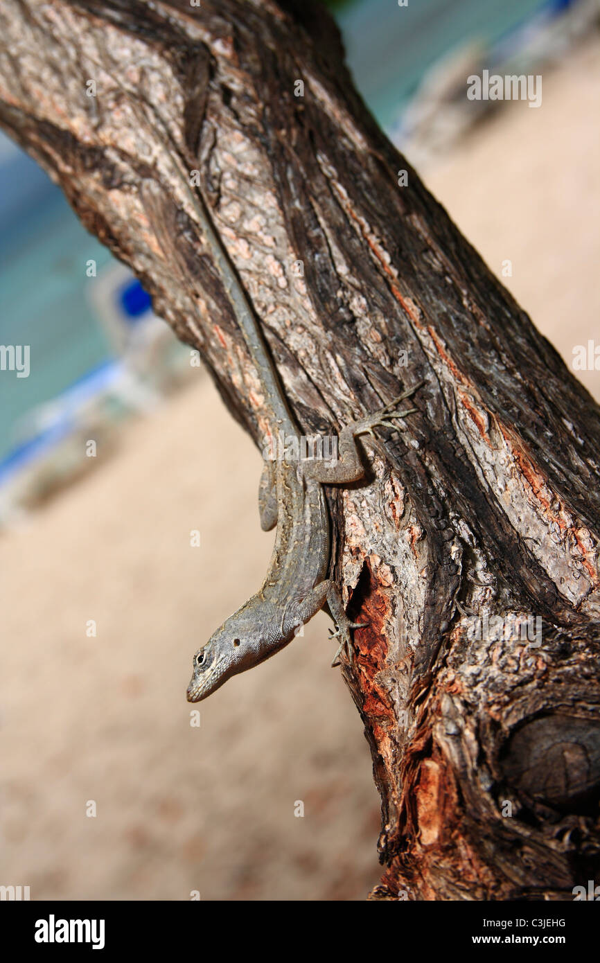 Brown anole lizard hi-res stock photography and images - Alamy