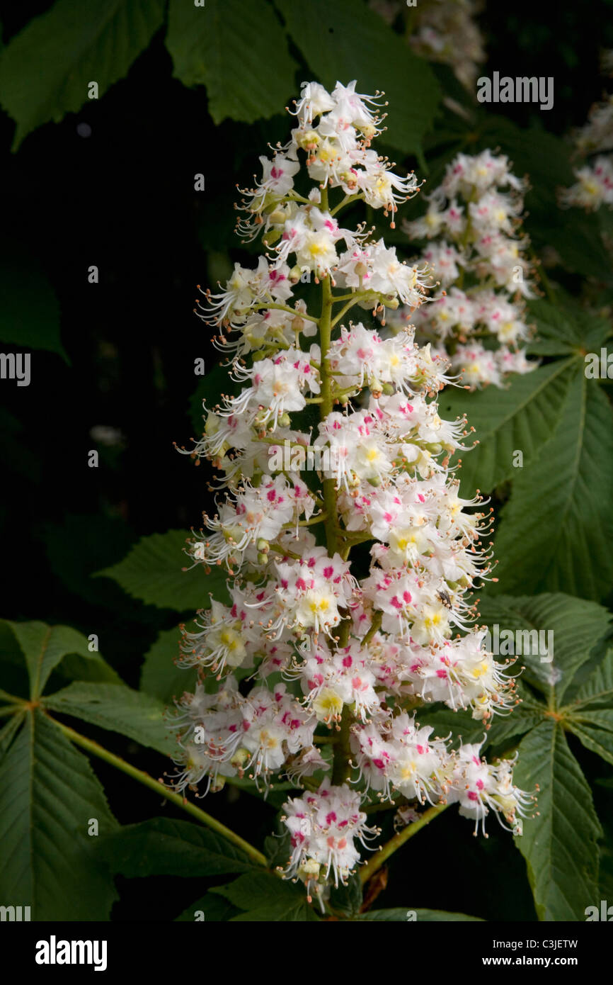 Pink Chestnut Tree High Resolution Stock Photography and Images - Alamy