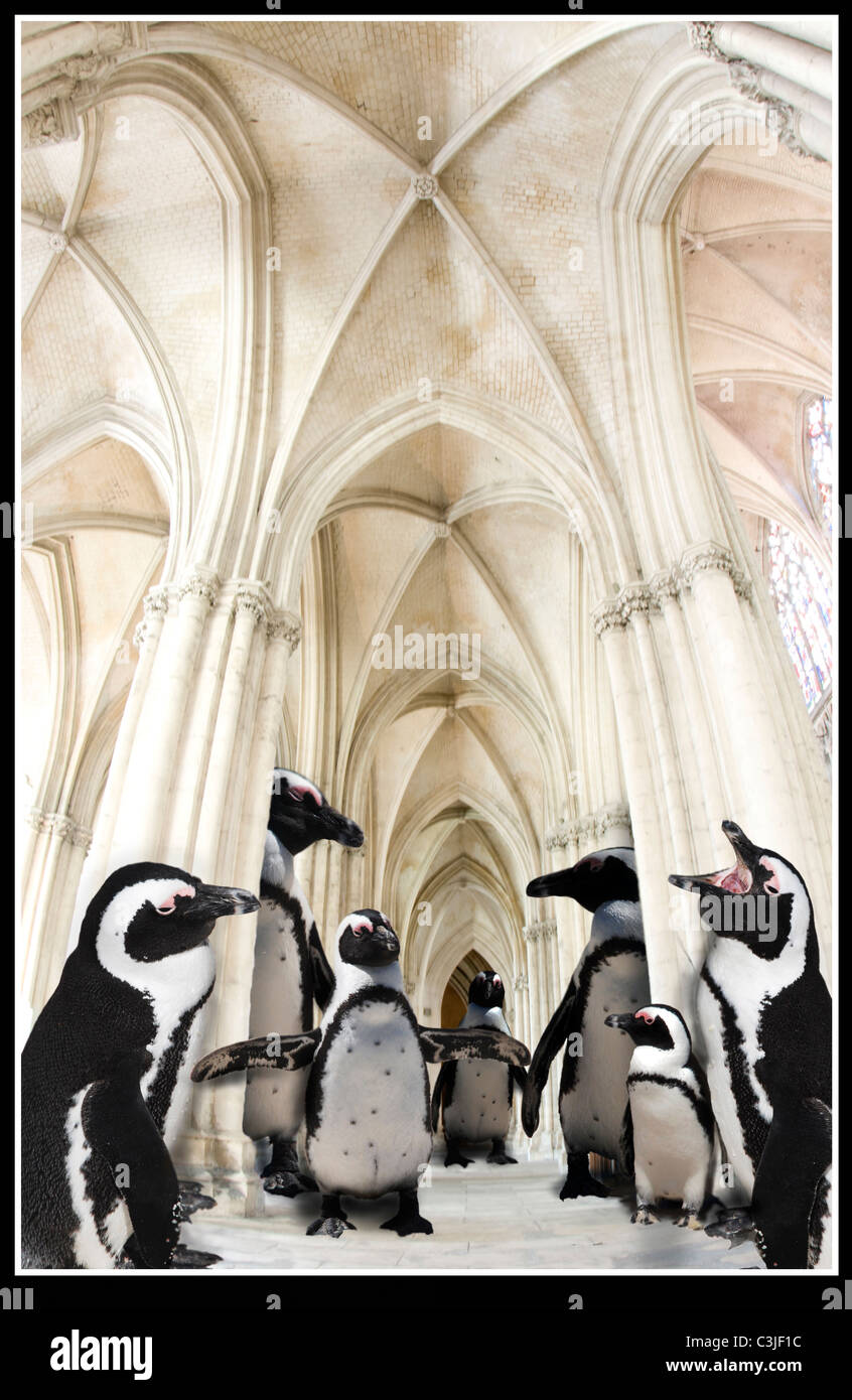 penguins in the church Stock Photo - Alamy