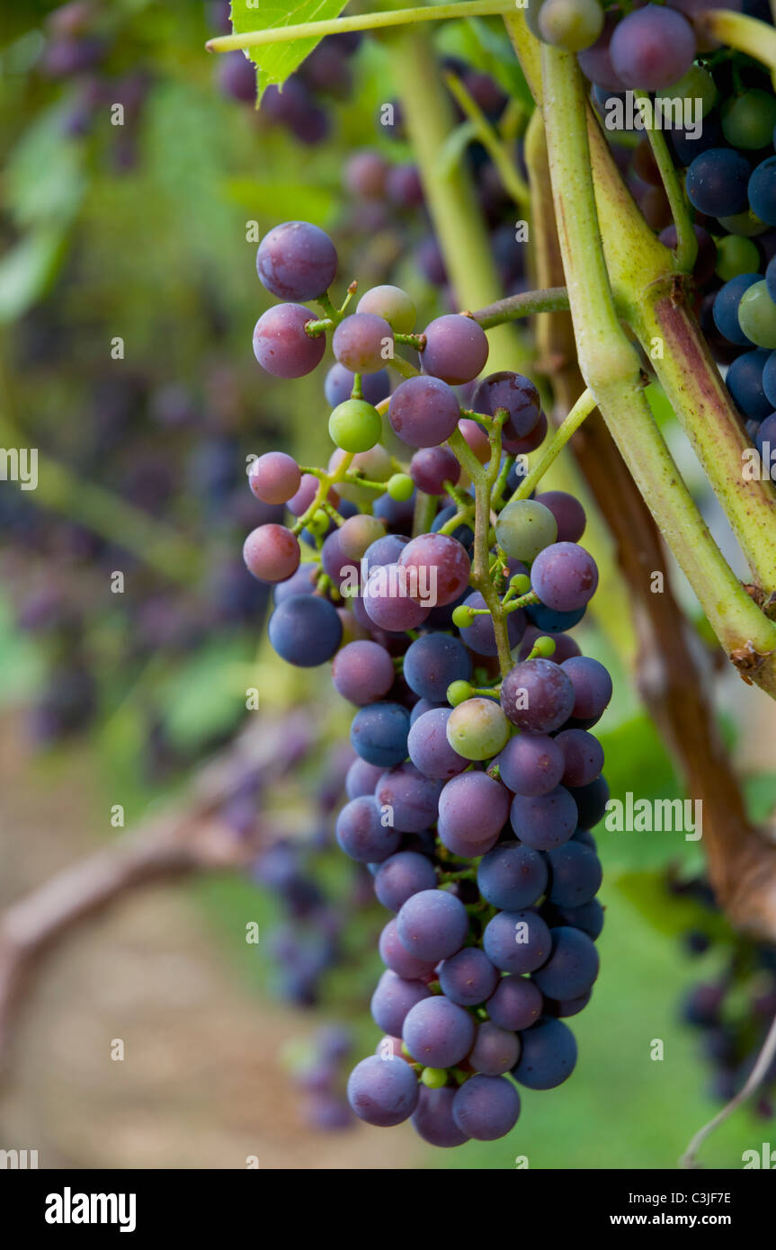 Bunch of unripe grapes Stock Photo - Alamy