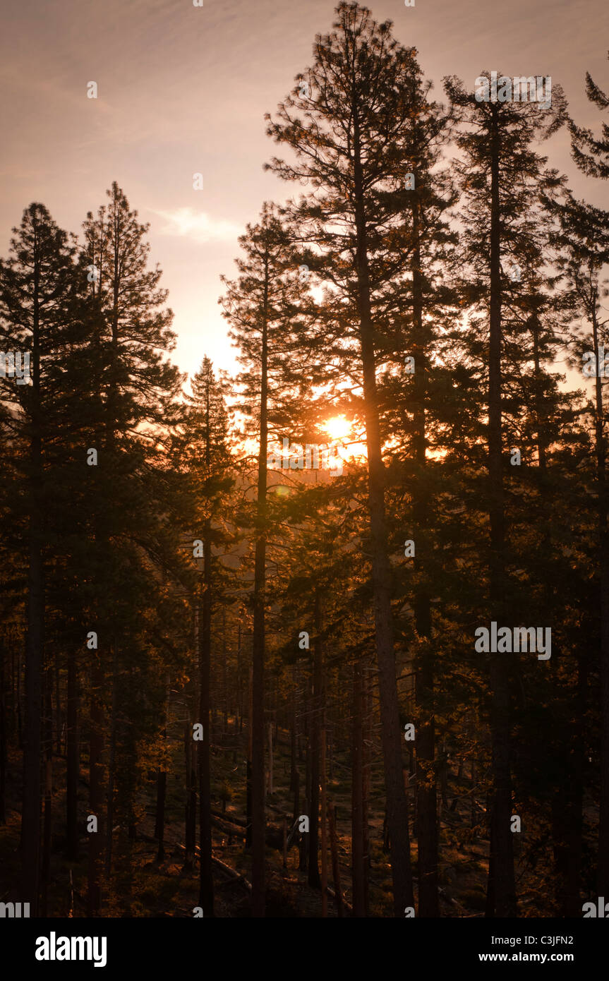 Forest at sunrise Stock Photo - Alamy
