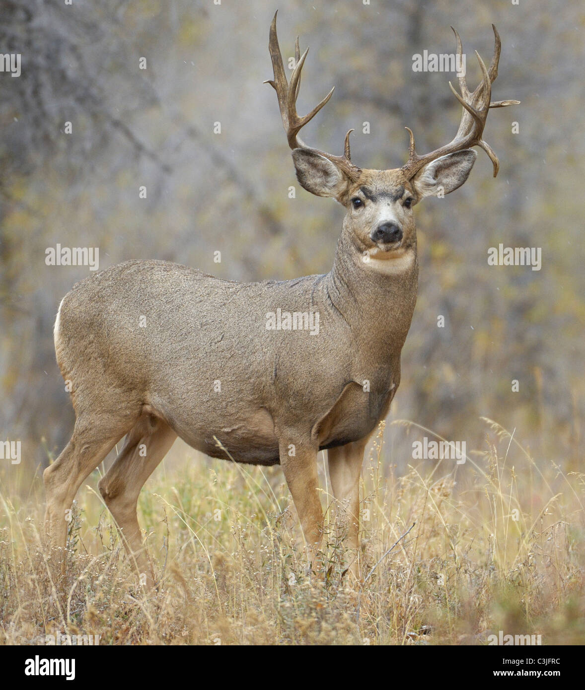Close up mule deer hi-res stock photography and images - Alamy