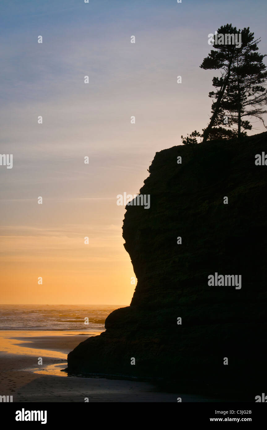 Oregon pine tree hi-res stock photography and images - Alamy