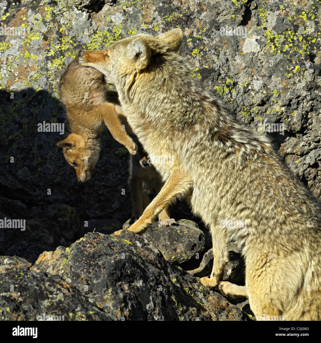 Coyote pup hi-res stock photography and images - Alamy