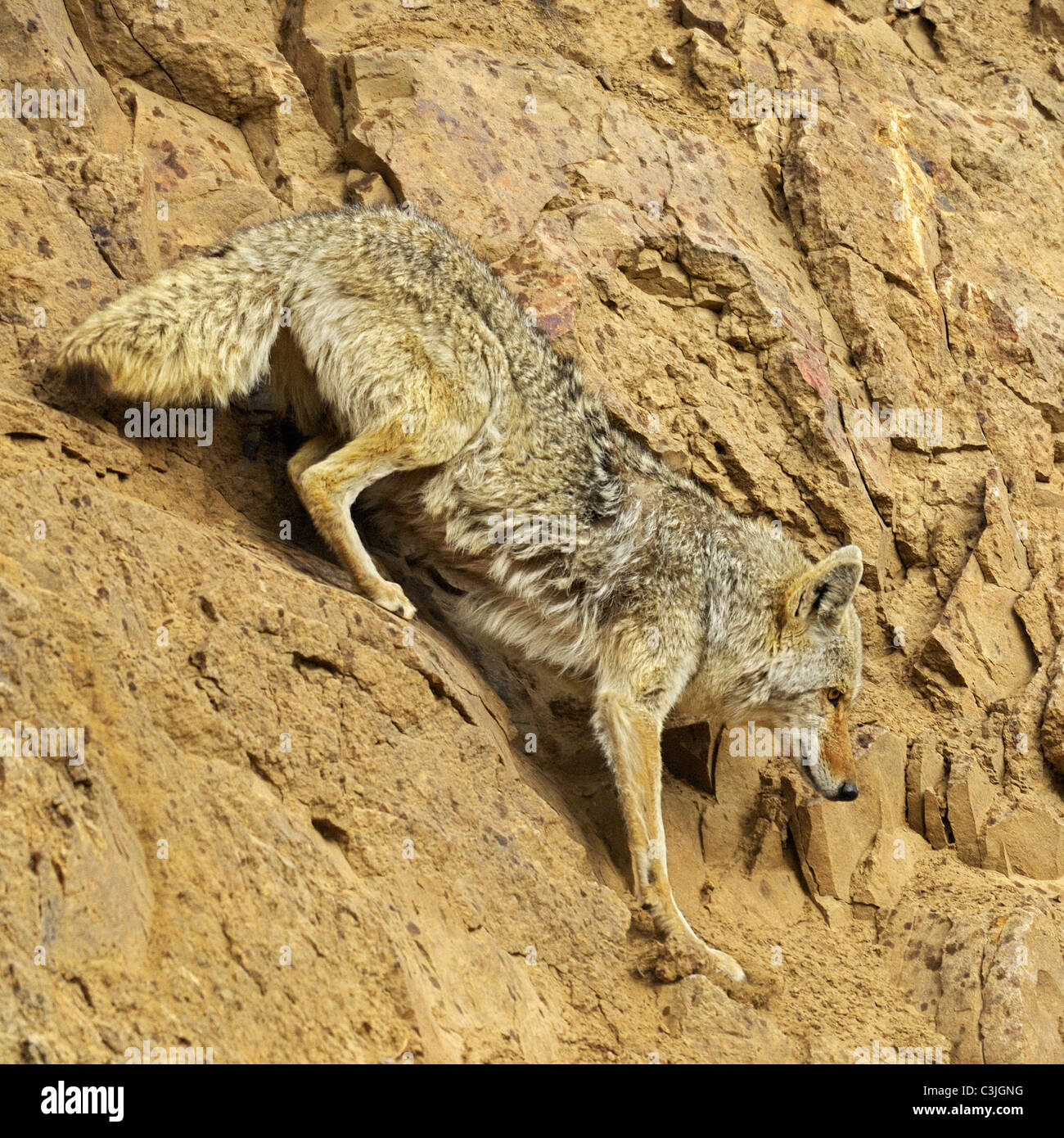 Coyote Stuck on a Cliff Stock Photo - Alamy