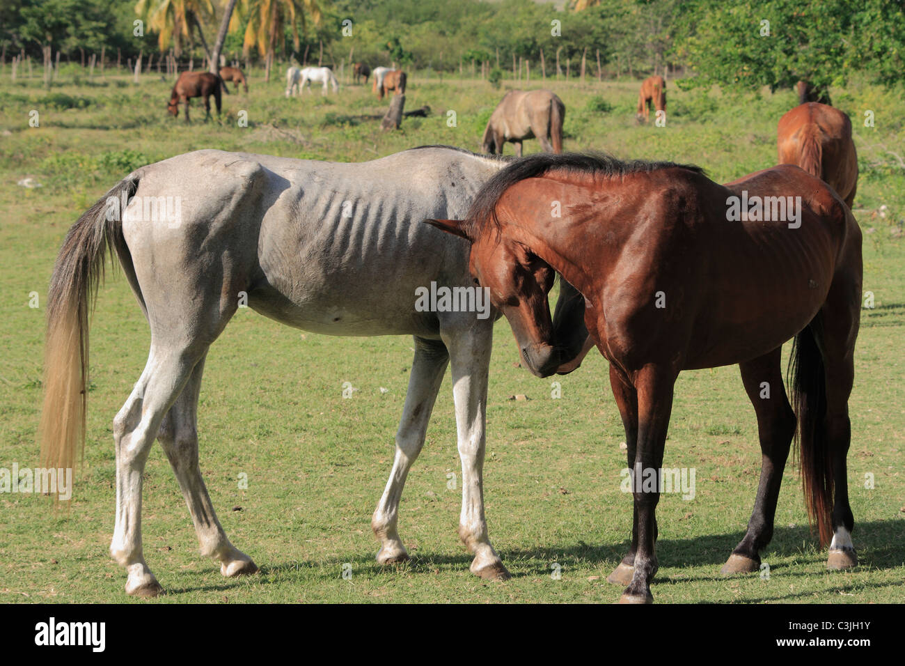 Cuban Criollo Horse Stock Photo - Alamy