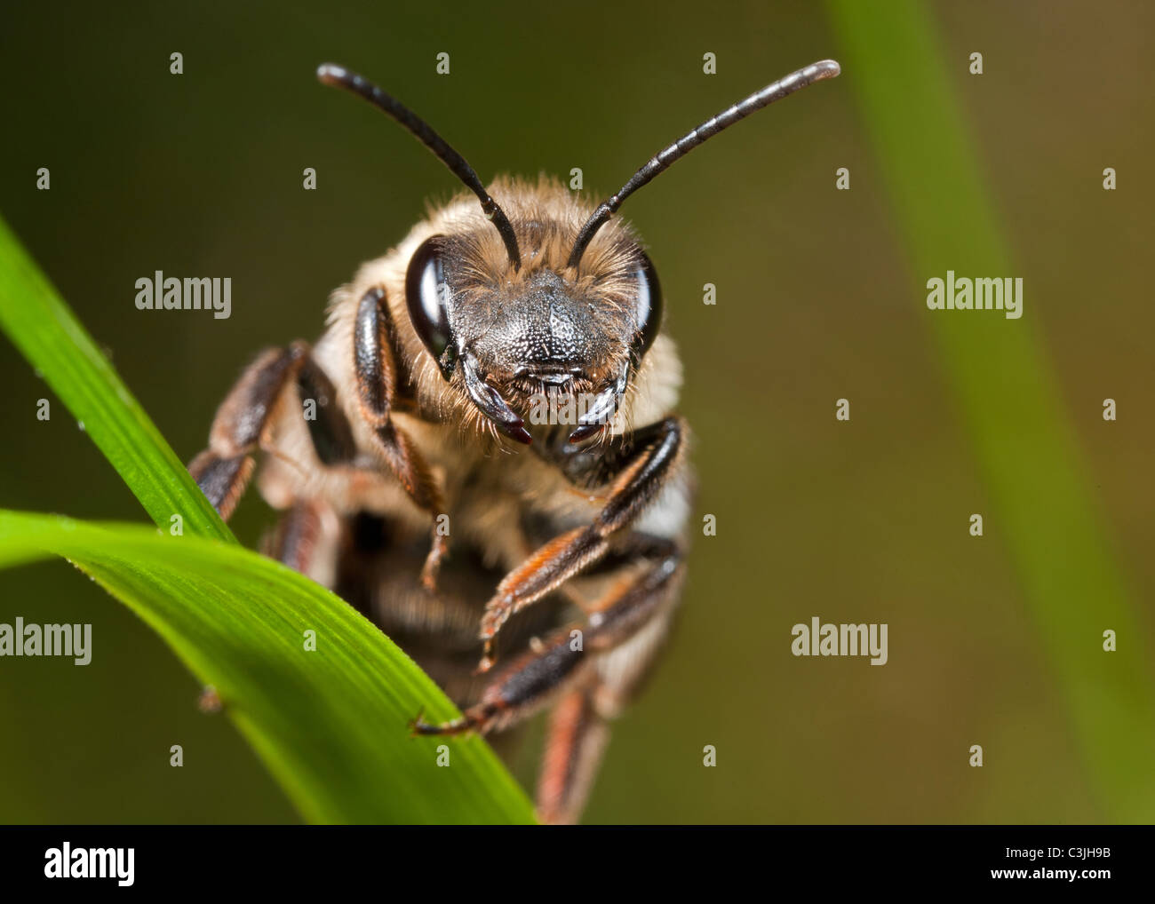 Bee resting hi-res stock photography and images - Alamy