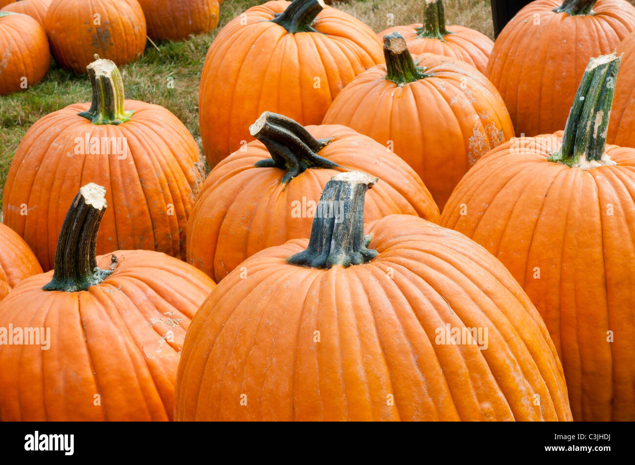 Connecticut, Woodstock, Pumpkins on field Stock Photo - Alamy