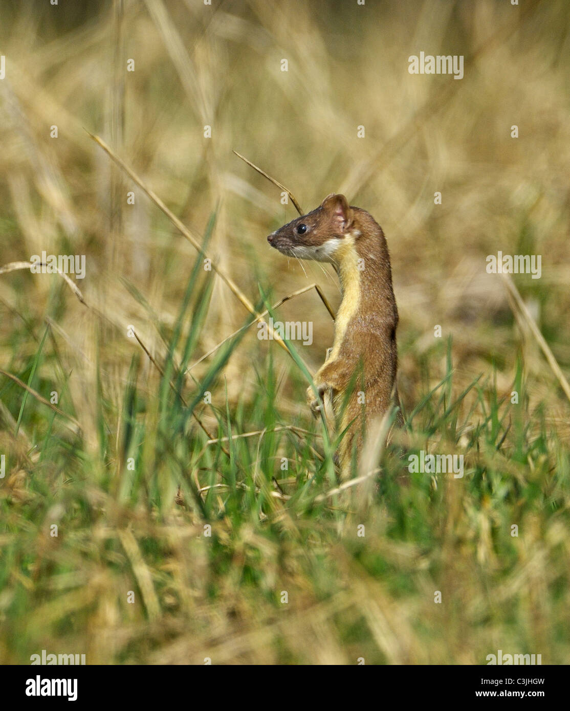 Hunting weasel hi-res stock photography and images - Alamy
