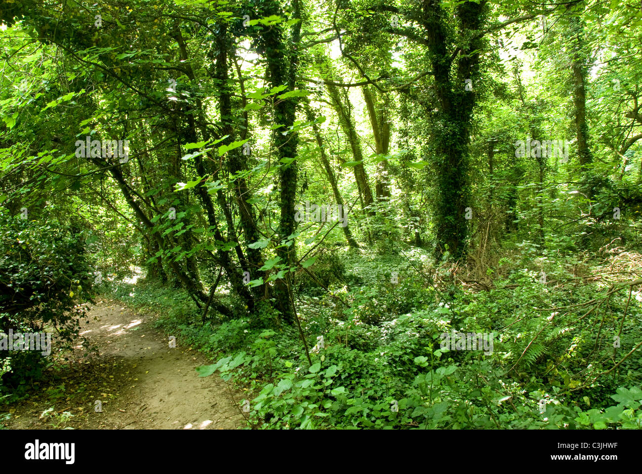 Path through woodland Stock Photo - Alamy