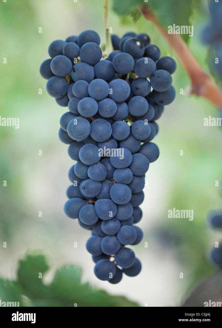 Fresh bunch of blue grapes hanging on vine, close-up Stock Photo - Alamy