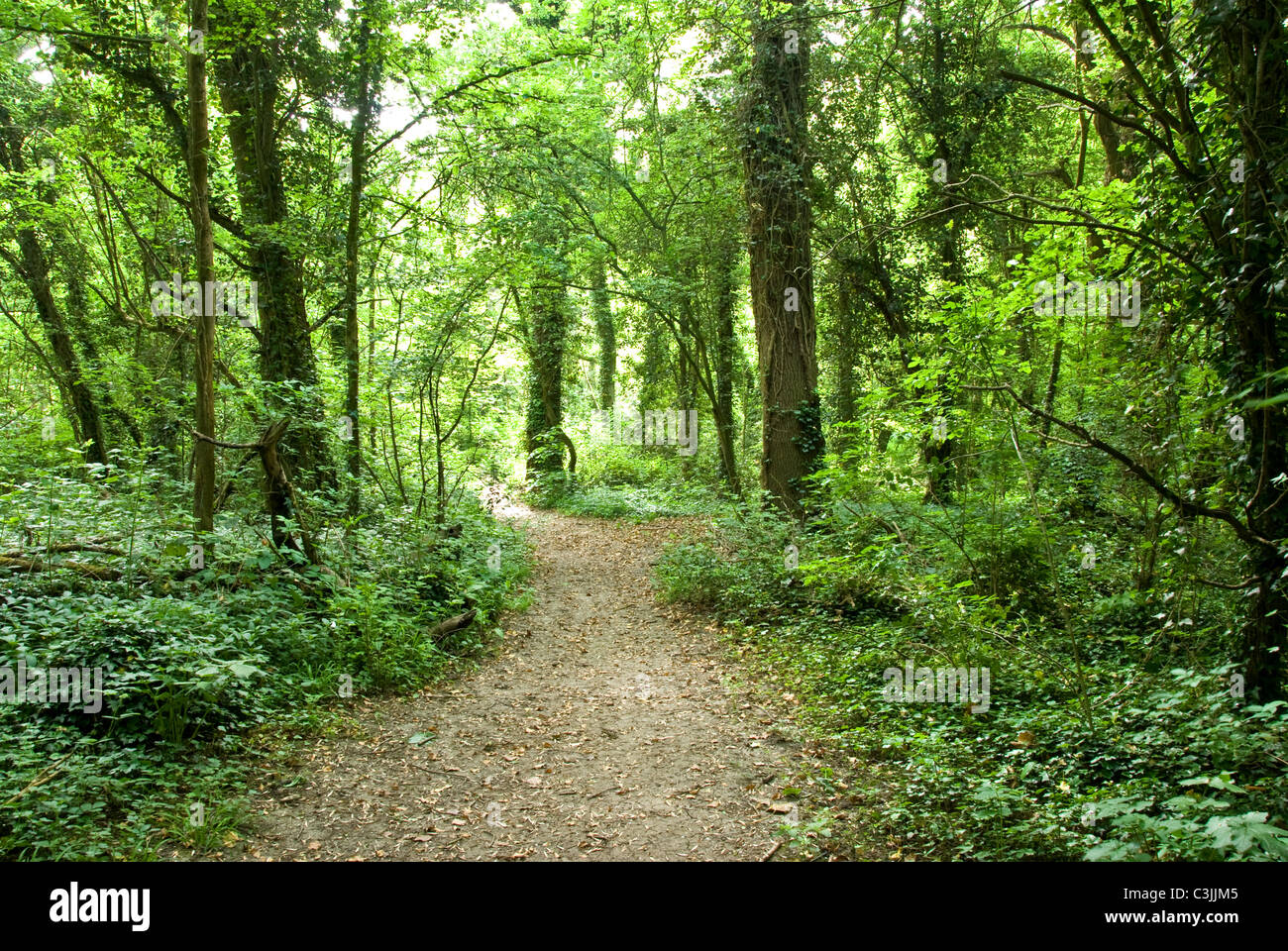 Path through woodland Stock Photo - Alamy
