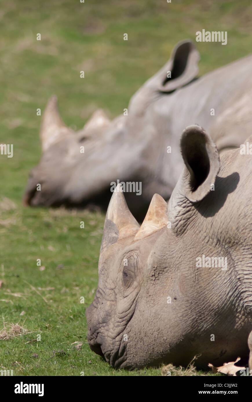 Sleeping rhinoceros hi-res stock photography and images - Alamy