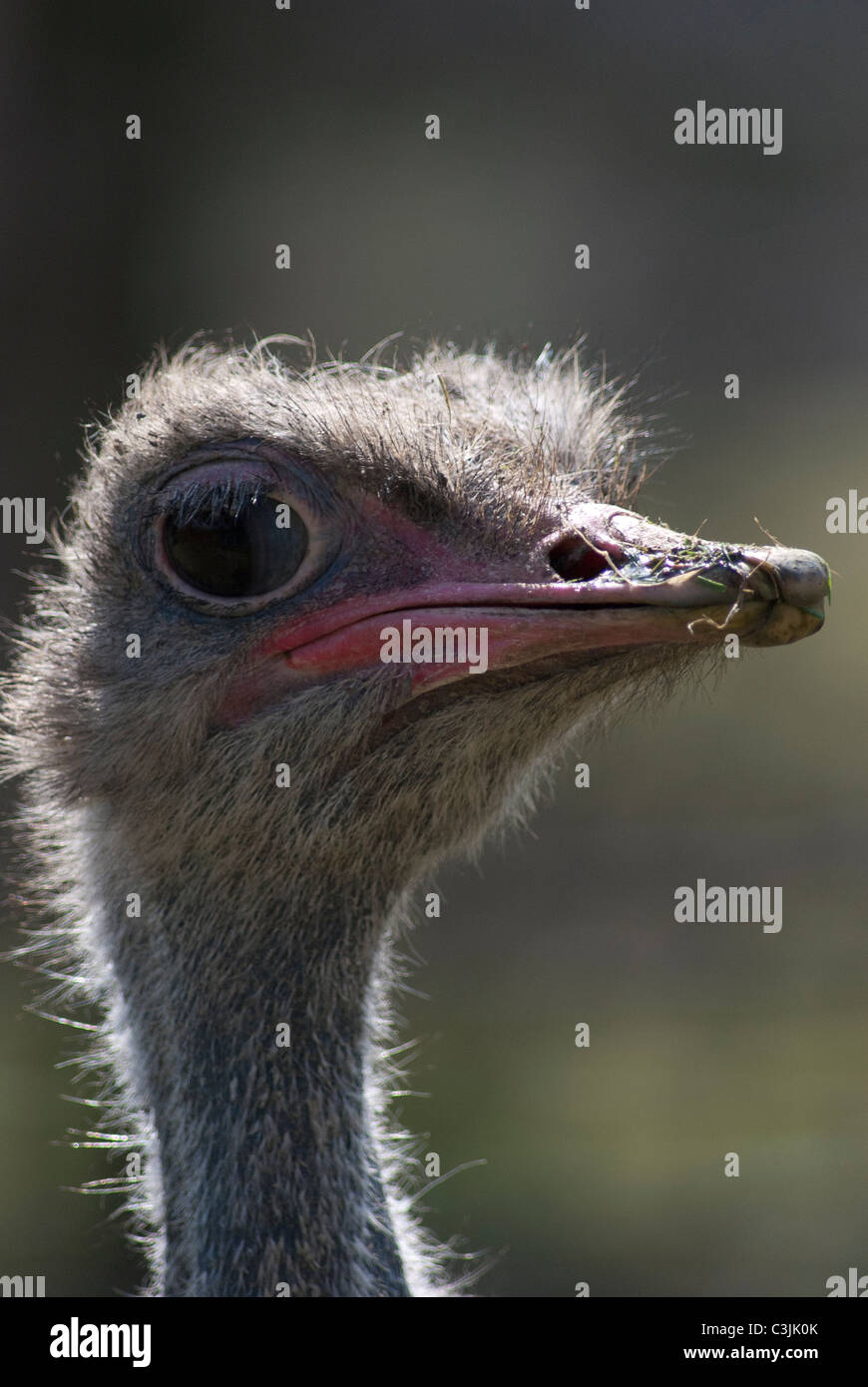 Ostridge hi-res stock photography and images - Alamy