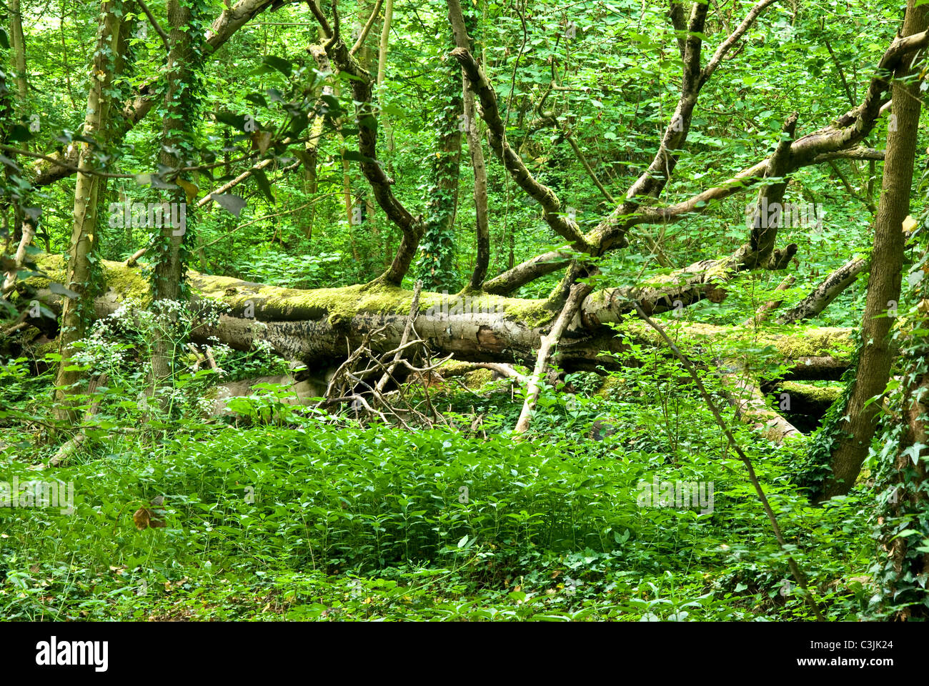 Fallen tree in a wood Stock Photo - Alamy