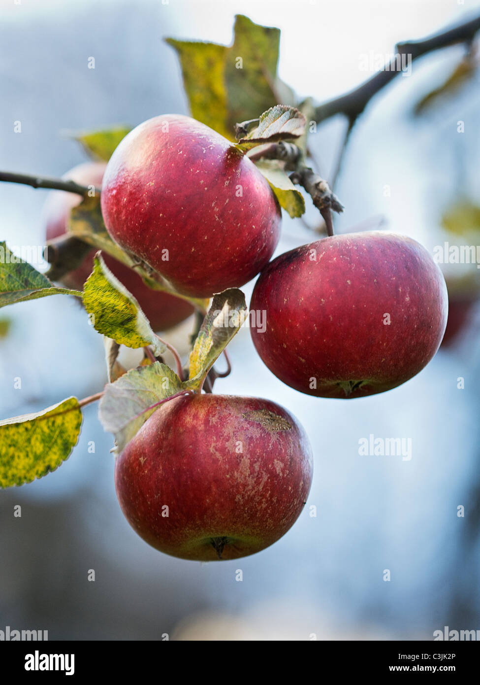 Fresh apples on branch, close-up Stock Photo - Alamy
