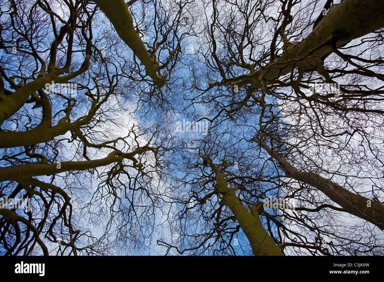 upward view of bare winter trees in English woodland to blue sky Stock ...