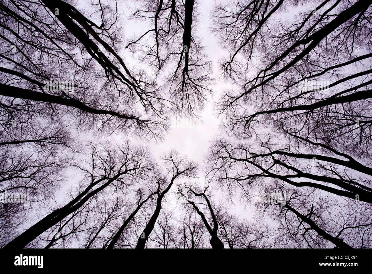 Silhouetted circular enclosed view upwards of winter bare trees in ...