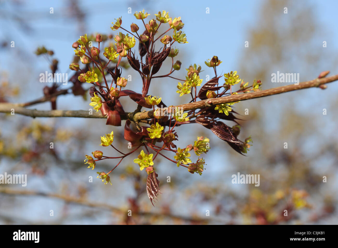 Green flowers among young red leaves on an ornamental maple tree Stock ...