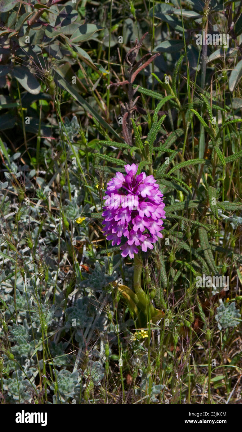 The wild flowers of the conservation wilderness of the Akamas Peninsula ...