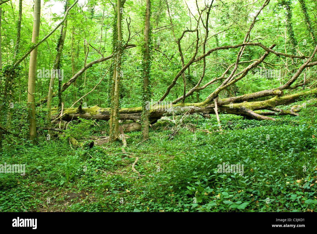 Fallen tree in a wood Stock Photo - Alamy