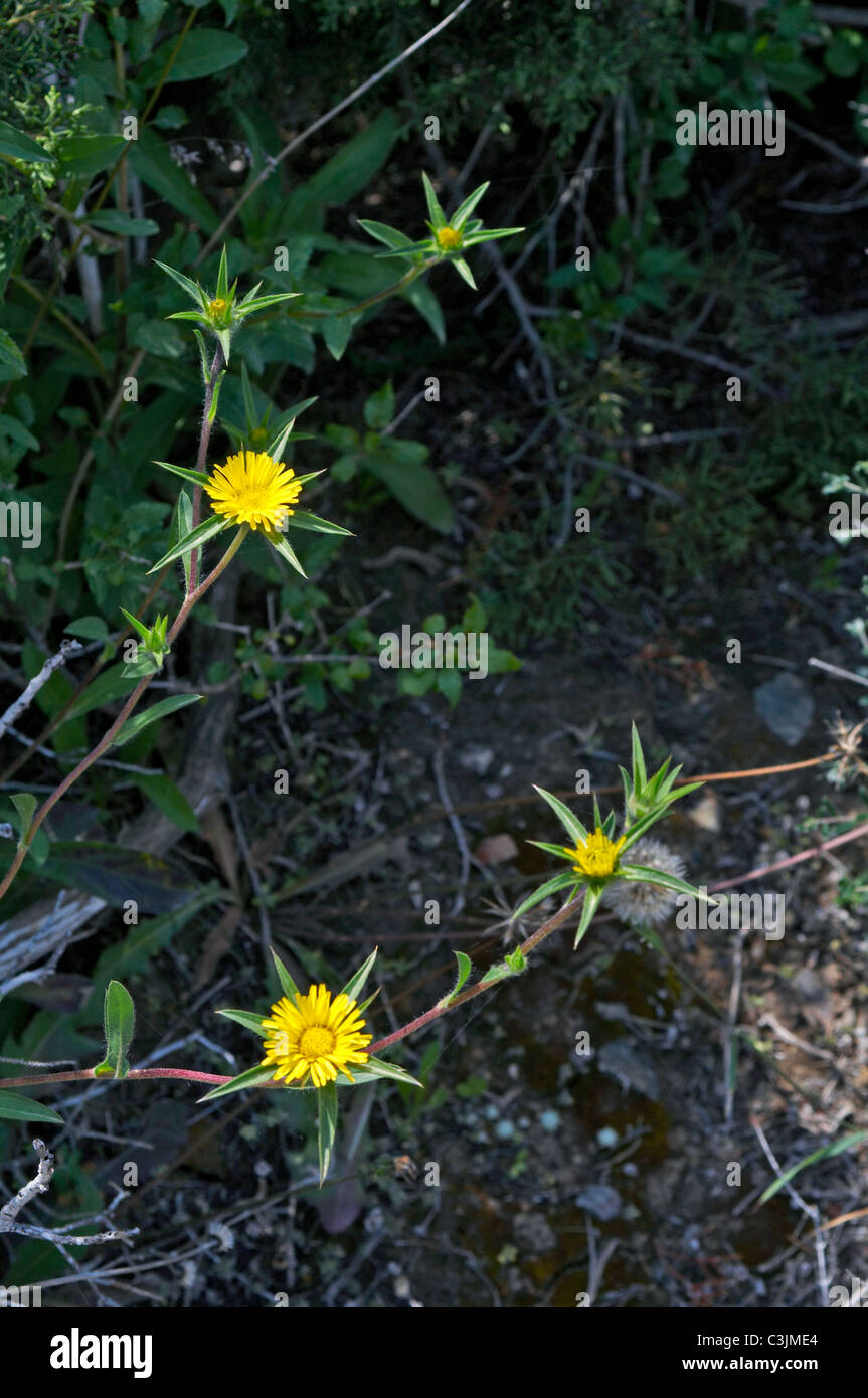 Yellow Flowers In Cyprus High Resolution Stock Photography and Images ...