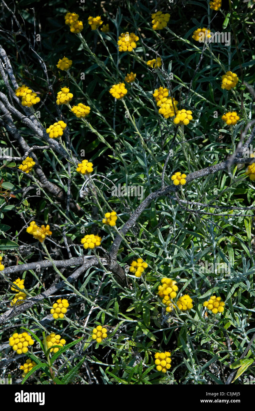 Yellow Flowers In Cyprus High Resolution Stock Photography and Images ...