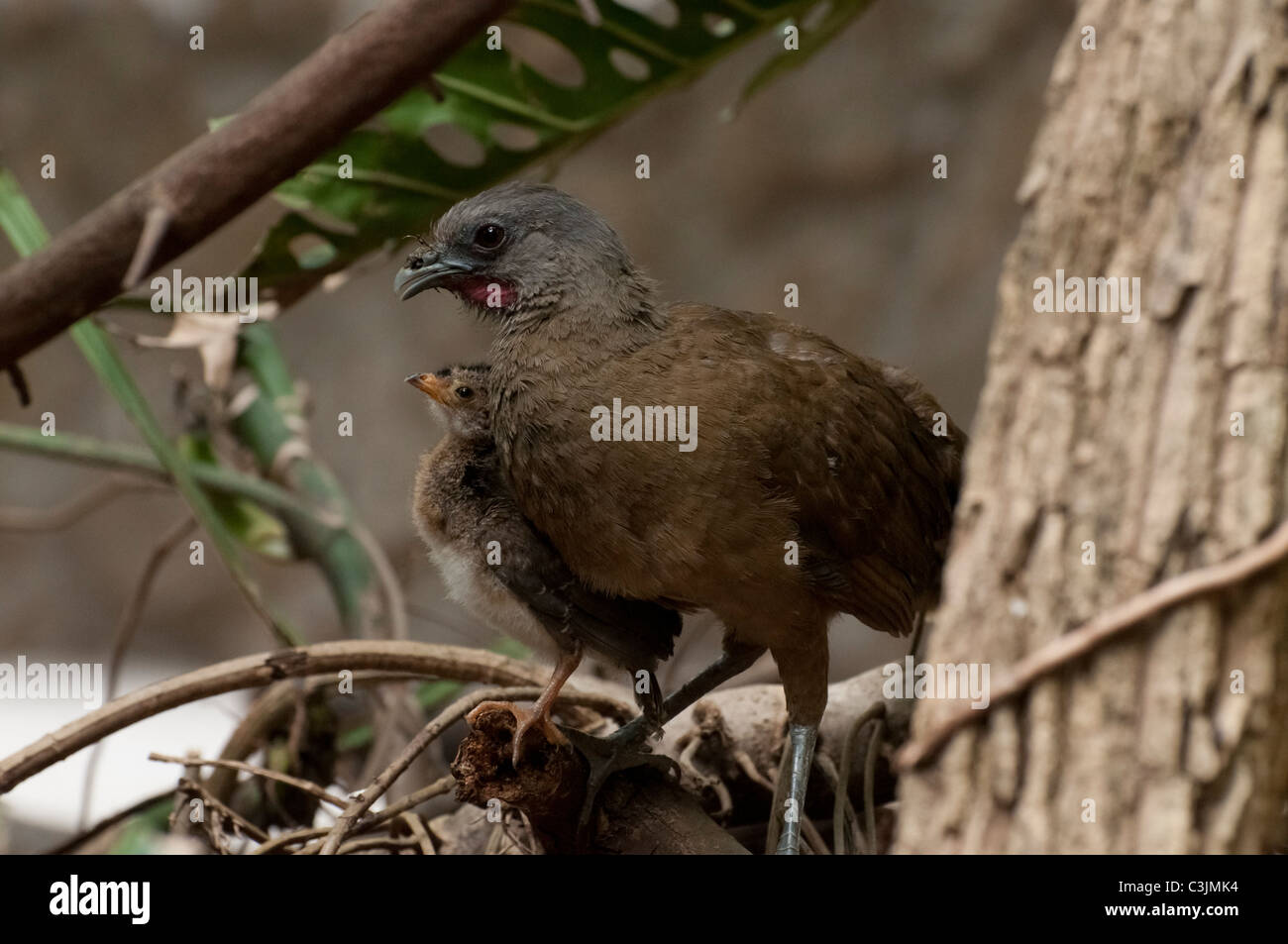 A Plain Chachalaca adult and chick Stock Photo - Alamy
