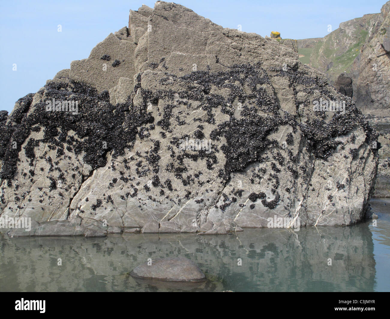 Rock mytilus edulis hi-res stock photography and images - Alamy