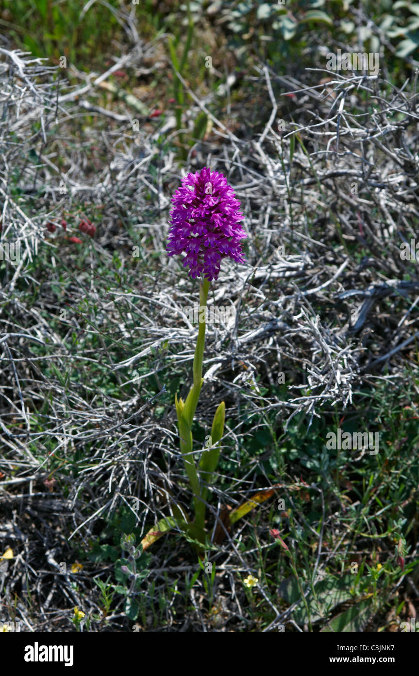 The wild flowers of the conservation wilderness of the Akamas Peninsula ...